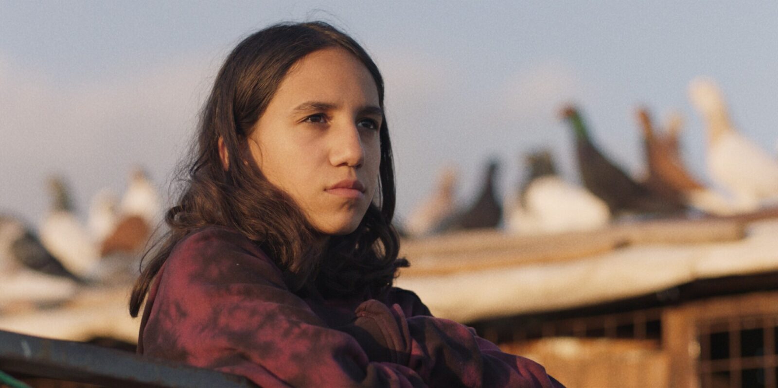 Παλαιστινιακά νησιά - Διεθνές Φεστιβάλ Κινηματογράφου Ολυμπίας για ...